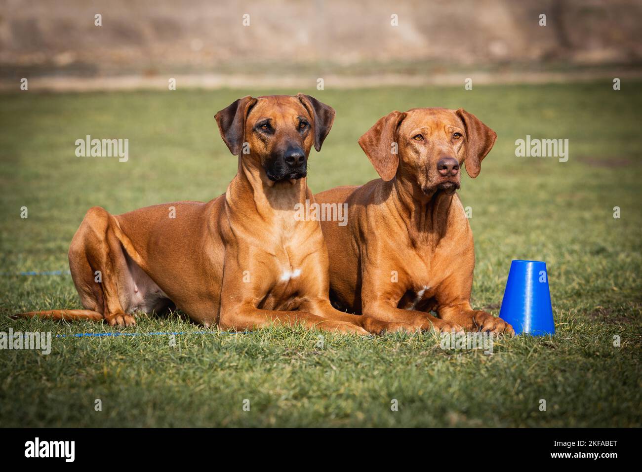 2 Rhodesian Ridgebacks Stock Photo - Alamy