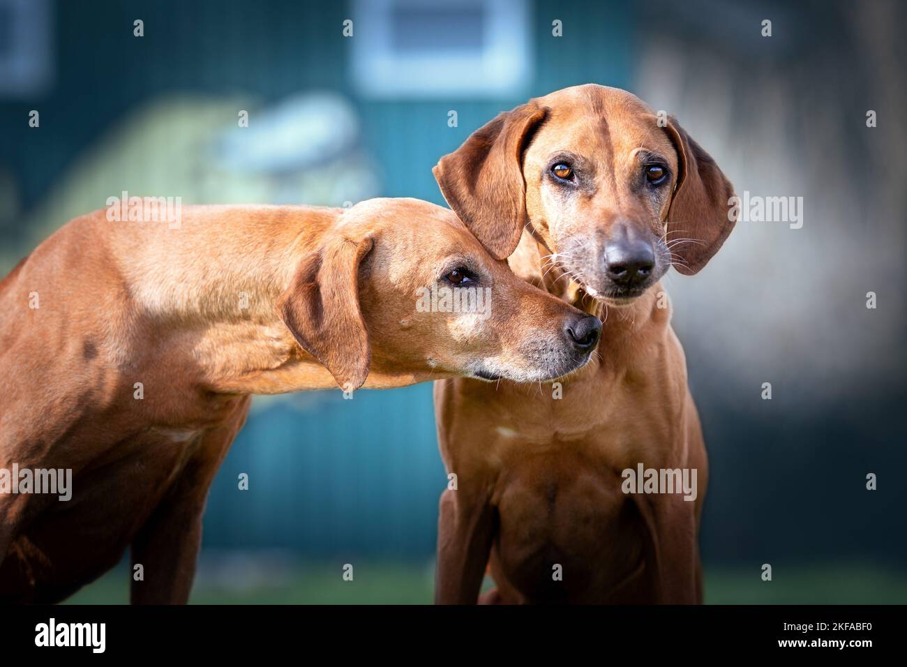 2 Rhodesian Ridgebacks Stock Photo - Alamy