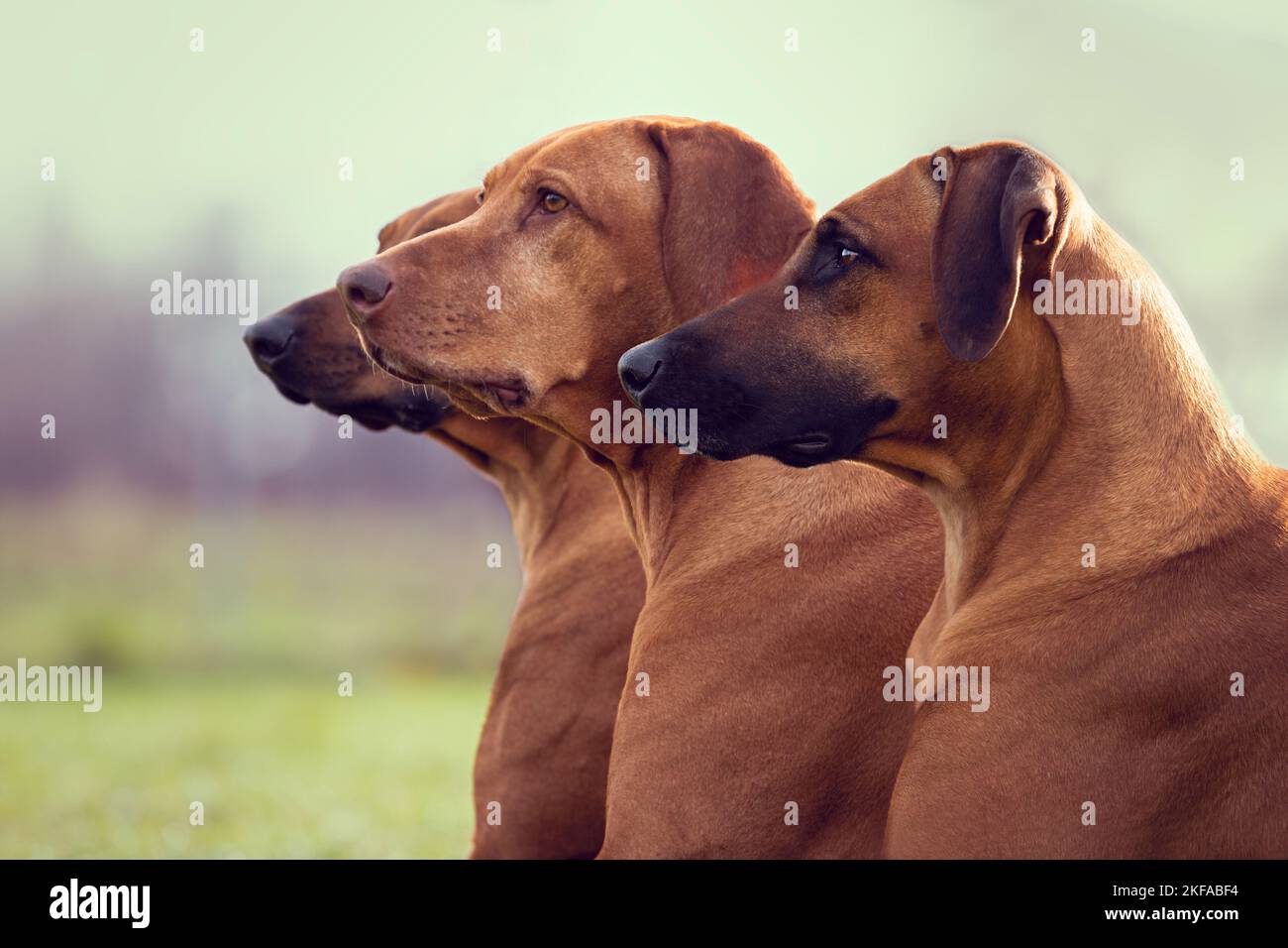 3 Rhodesian Ridgebacks Stock Photo - Alamy