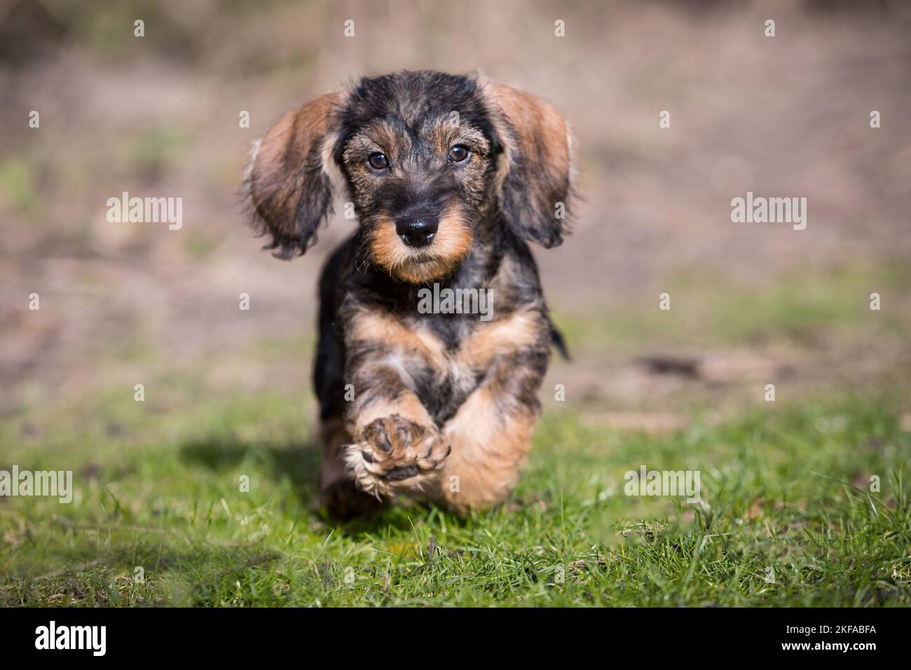 wire-haired Dachshund puppy Stock Photo - Alamy