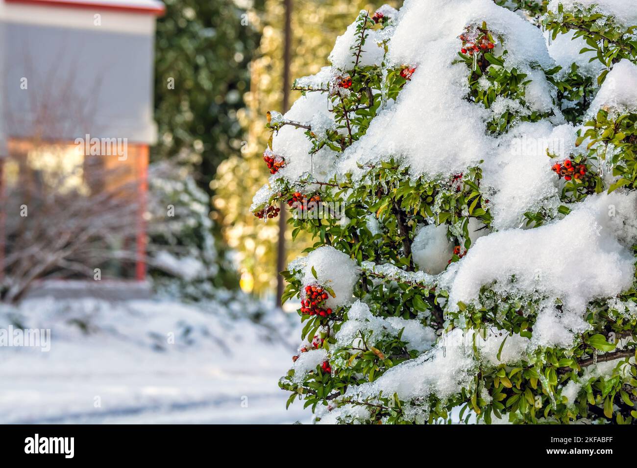 Red berries under the snow on Christmas time in Canada Stock Photo - Alamy