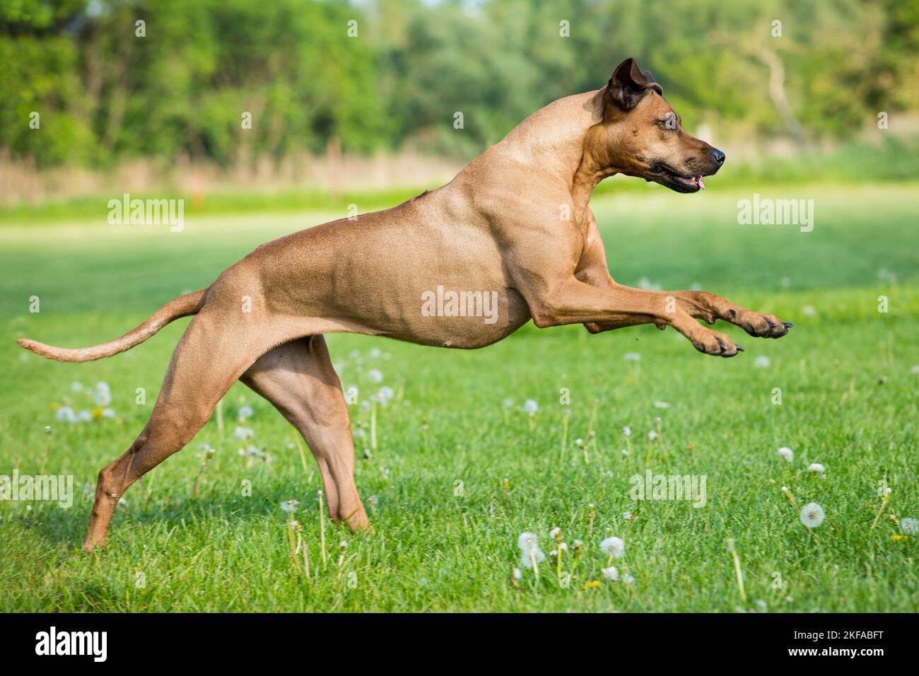 running Rhodesian Ridgeback Stock Photo - Alamy