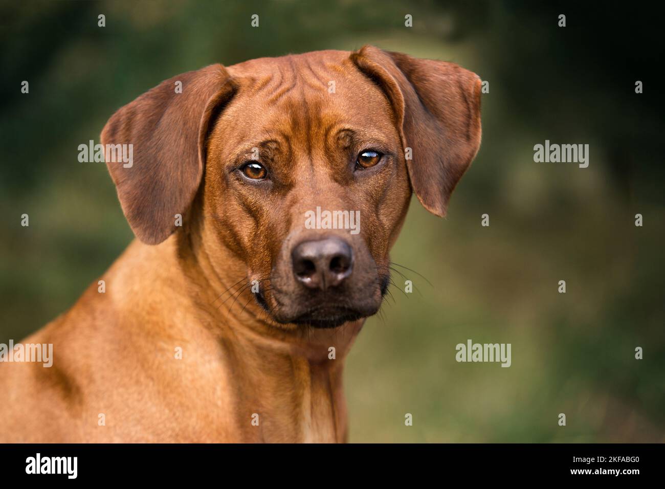 Rhodesian Ridgeback Portrait Stock Photo - Alamy