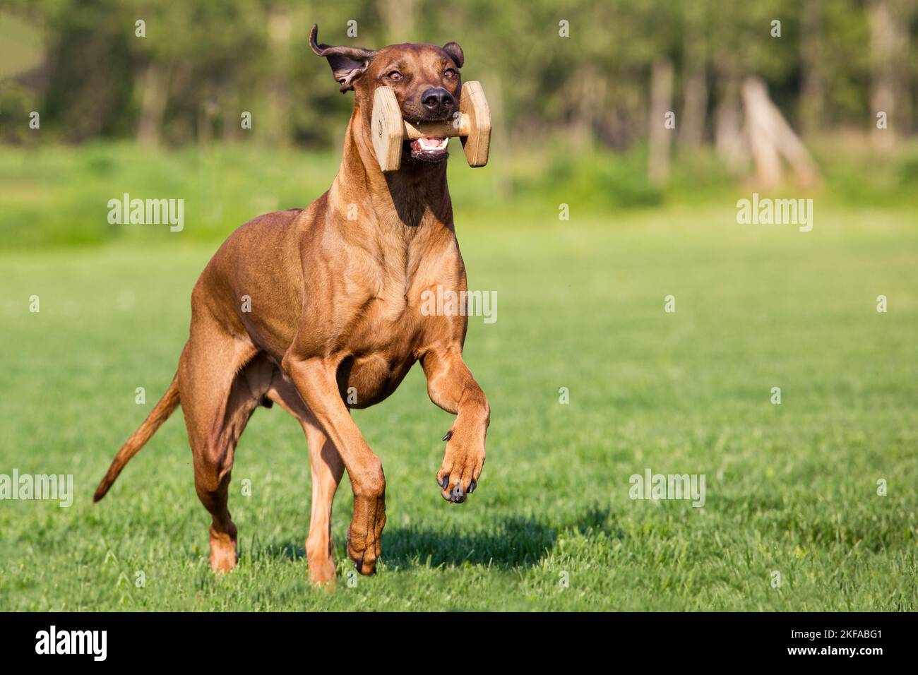 running Rhodesian Ridgeback Stock Photo - Alamy