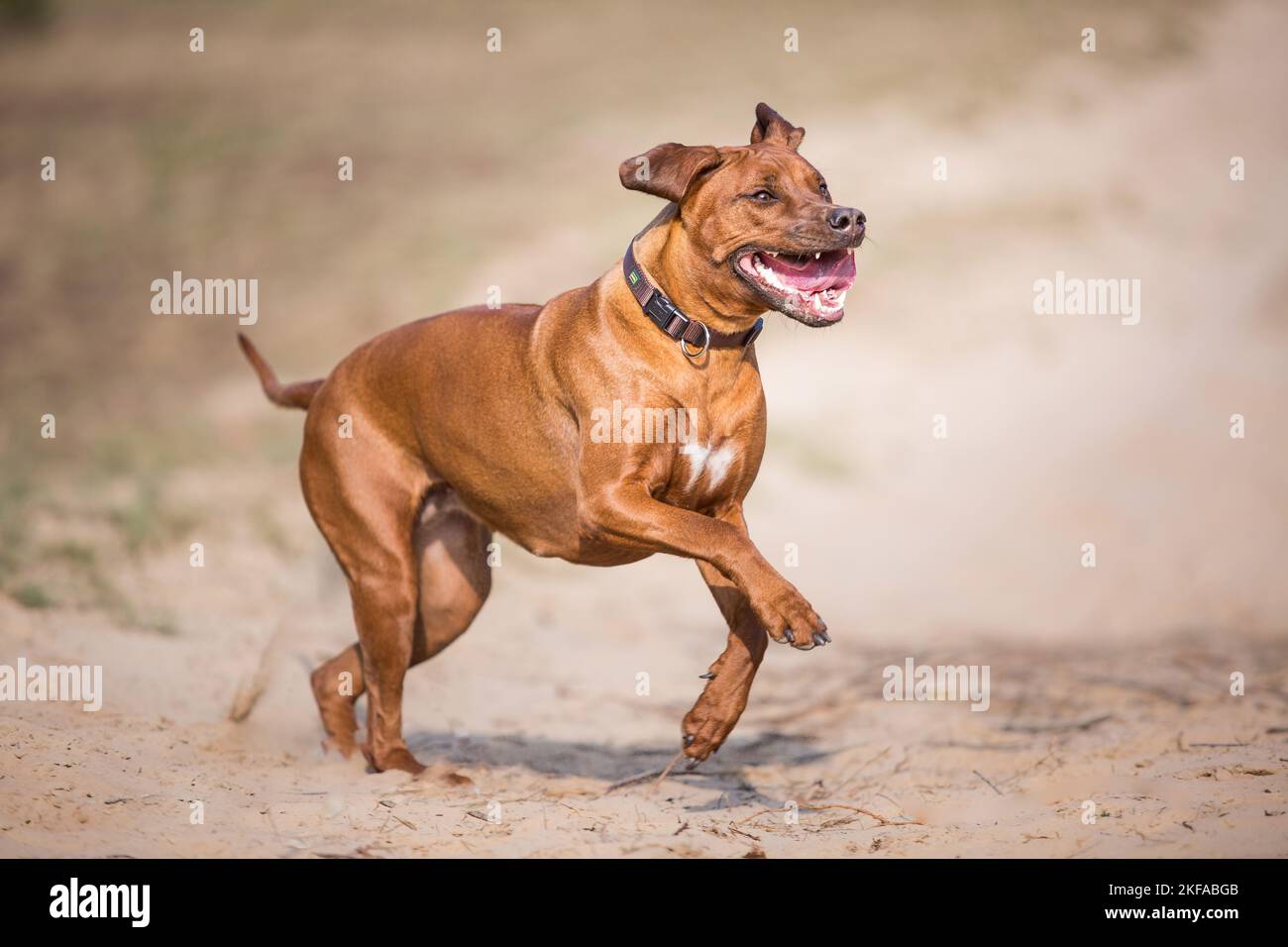 running Rhodesian Ridgeback Stock Photo - Alamy