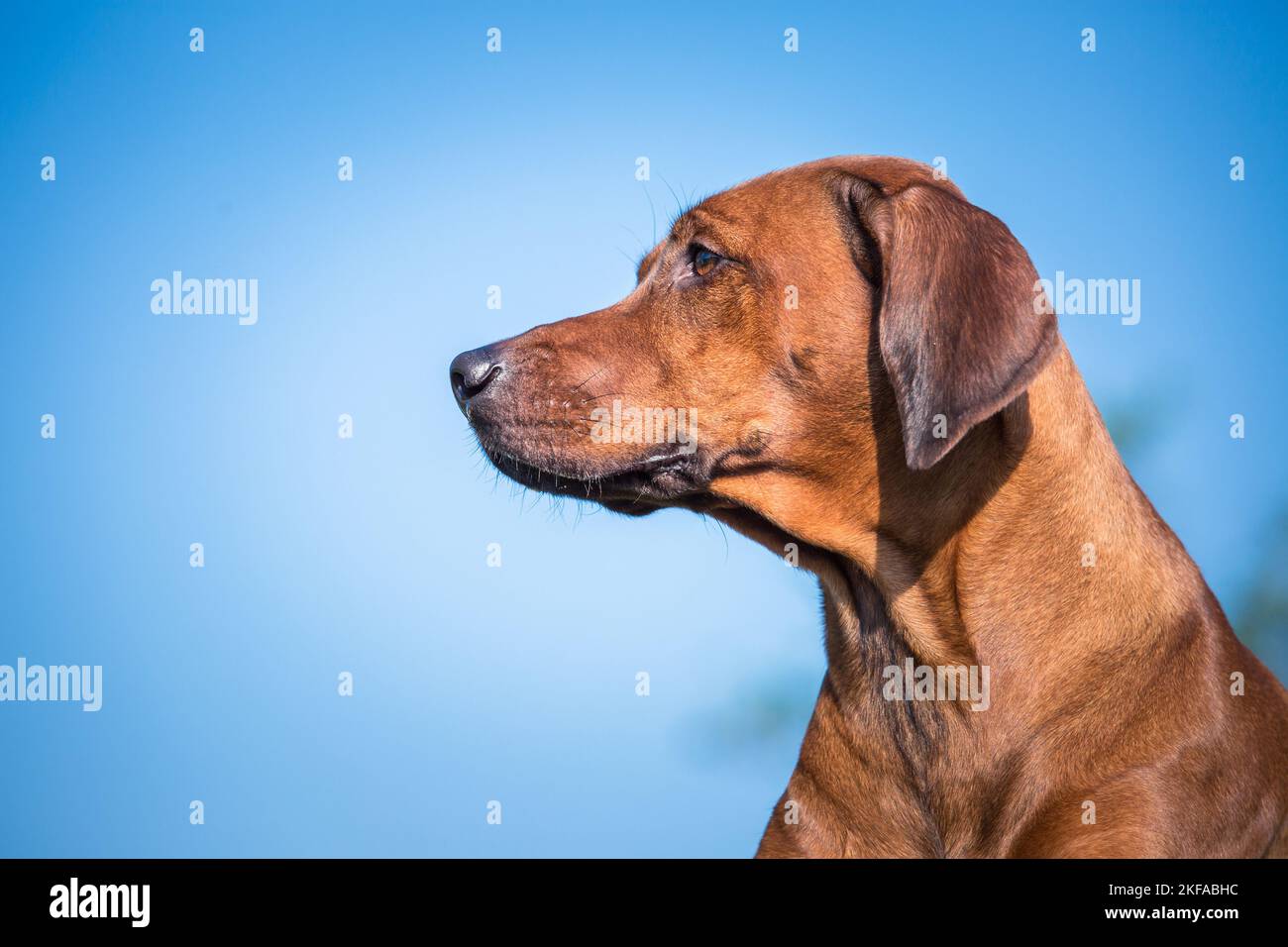 Rhodesian Ridgeback Portrait Stock Photo - Alamy