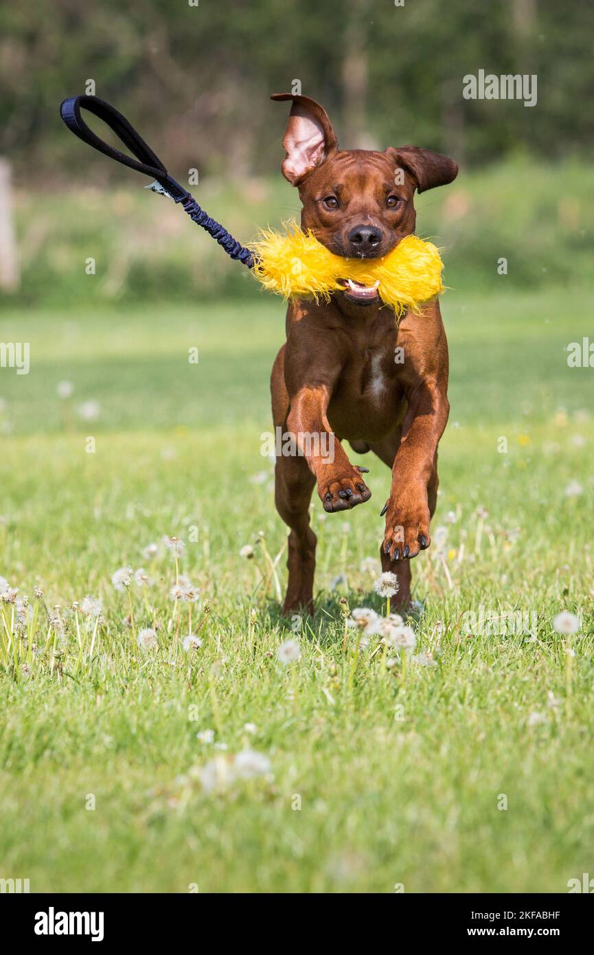 running Rhodesian Ridgeback Stock Photo - Alamy