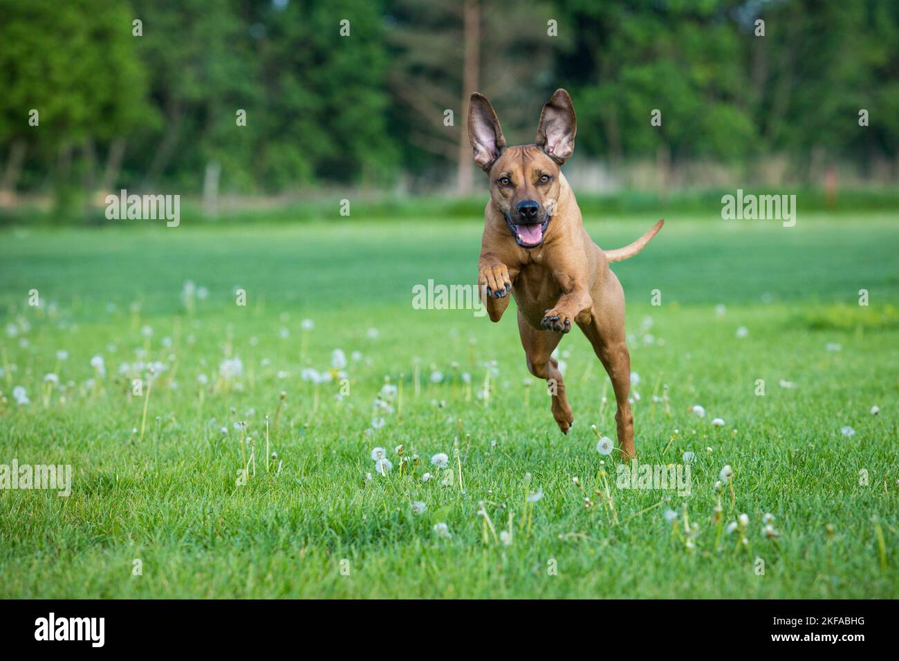 running Rhodesian Ridgeback Stock Photo - Alamy