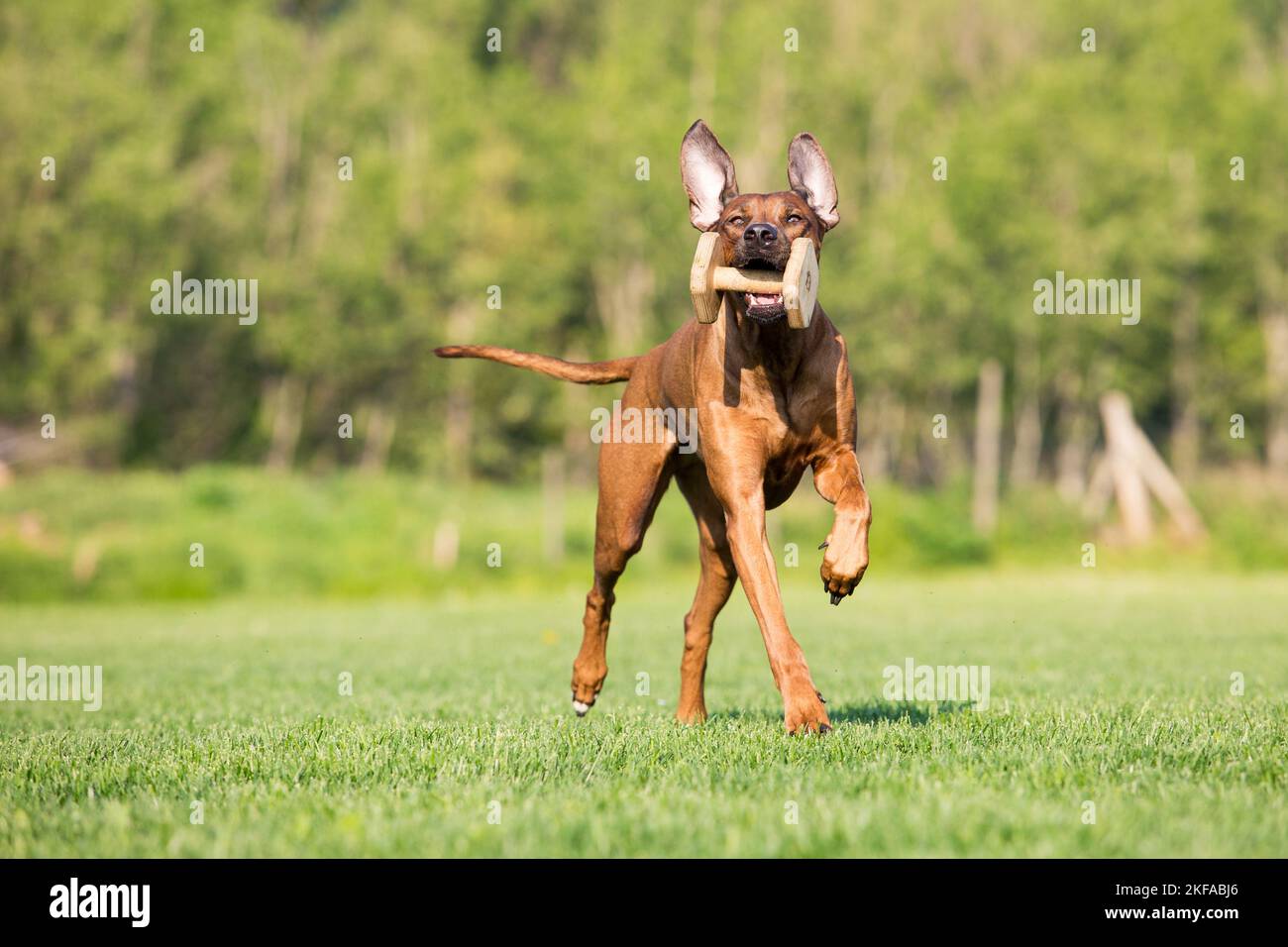 running Rhodesian Ridgeback Stock Photo - Alamy