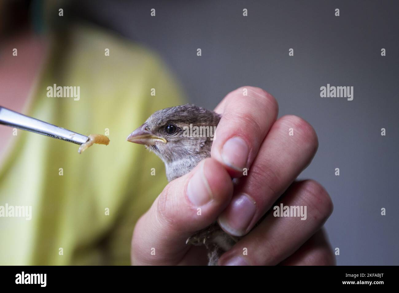 Songbird with nestlings hi-res stock photography and images - Alamy