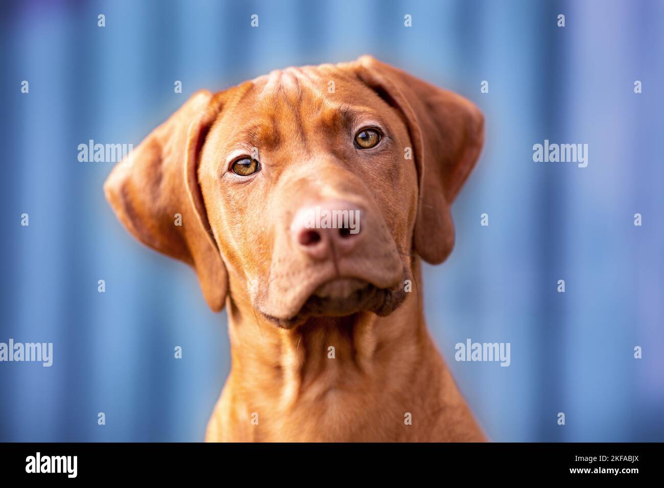 young Rhodesian Ridgeback Stock Photo - Alamy