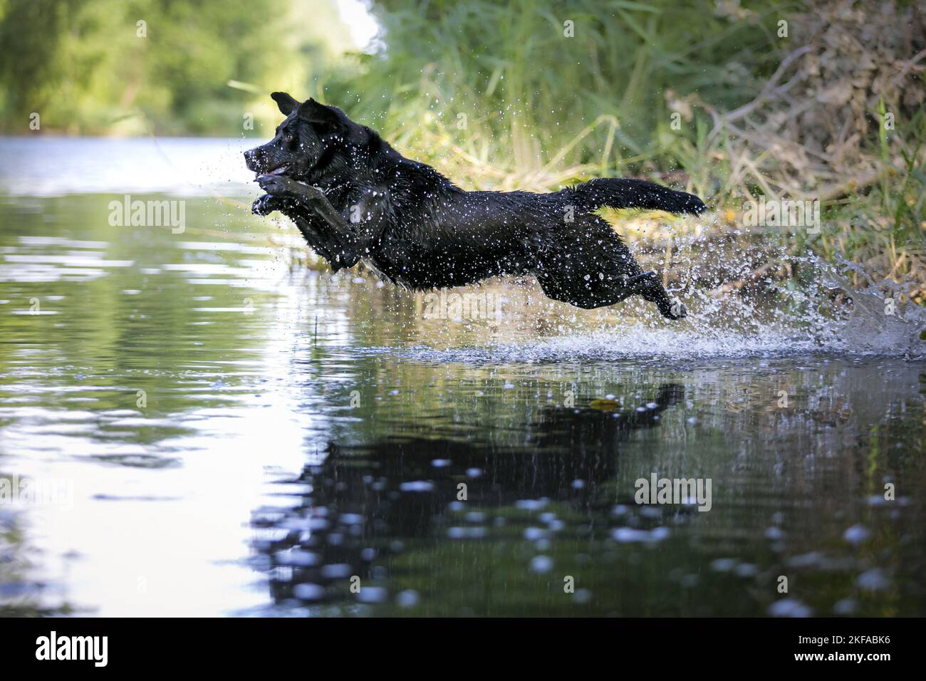 Jumping shadow jump leap hi-res stock photography and images - Alamy