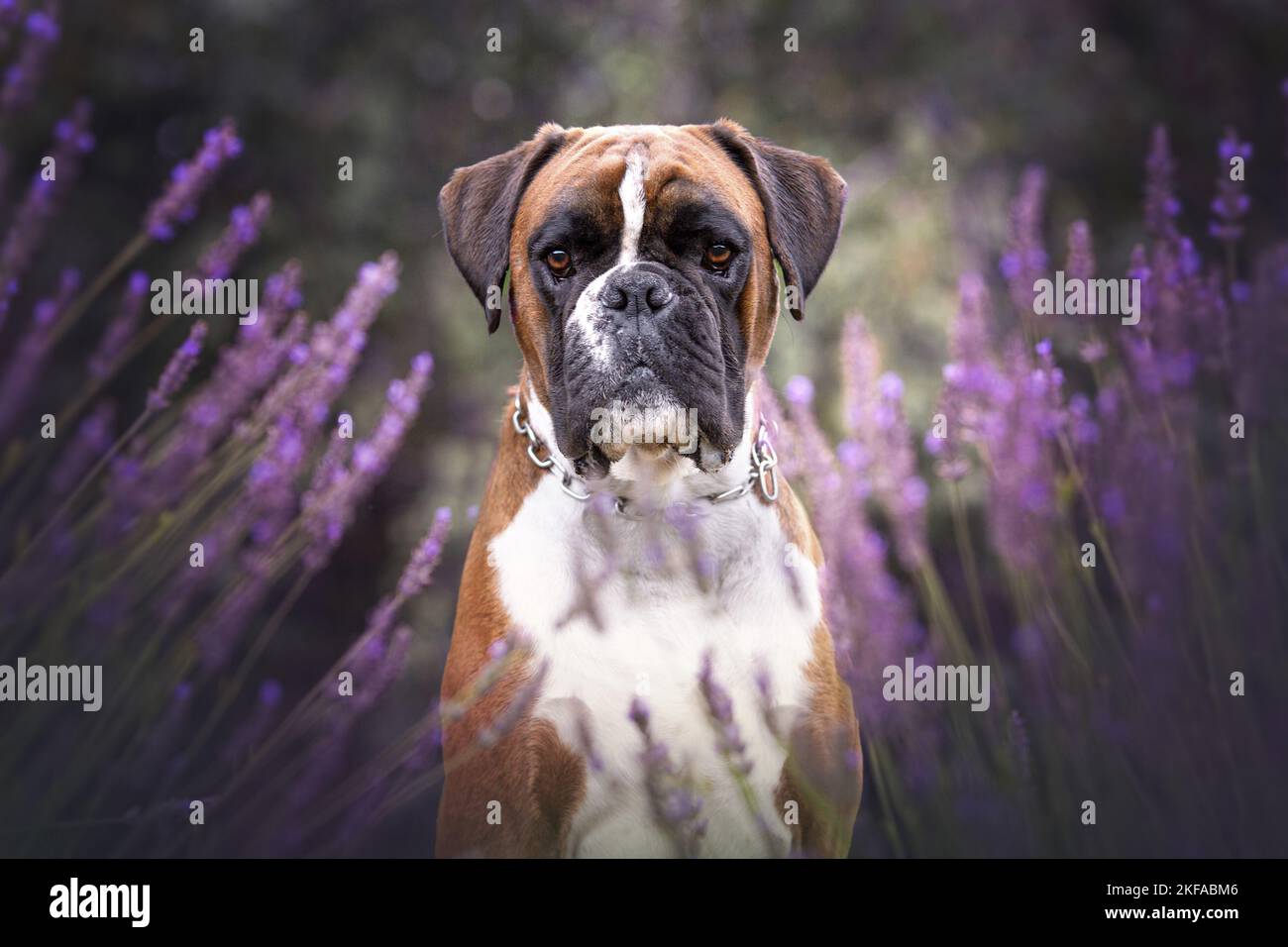 German Boxer portrait Stock Photo - Alamy