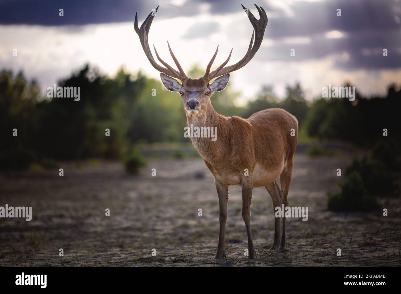 standing Fallow Deer Stock Photo - Alamy