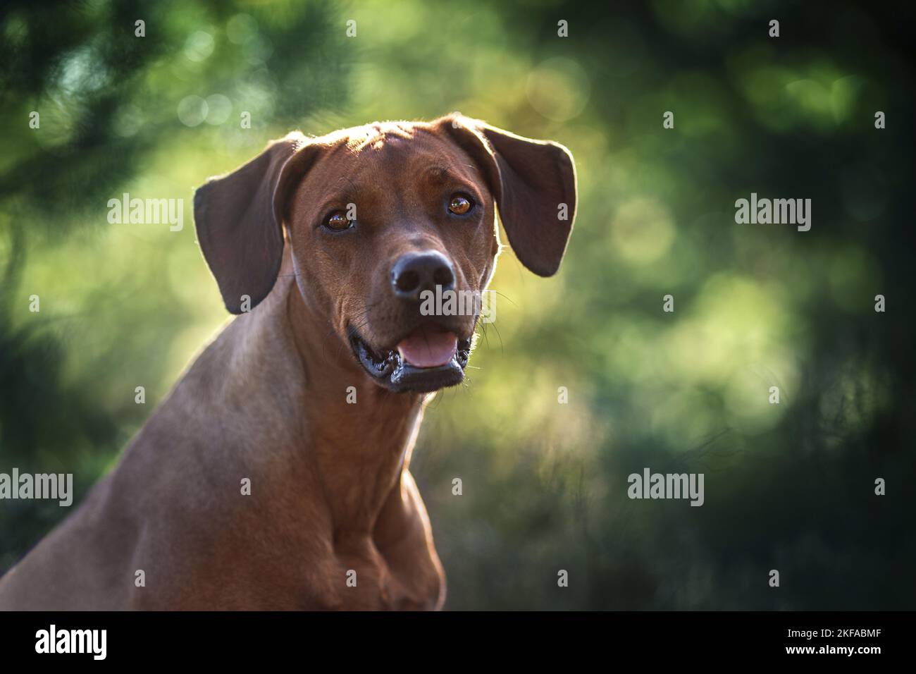 Rhodesian Ridgeback portrait Stock Photo - Alamy
