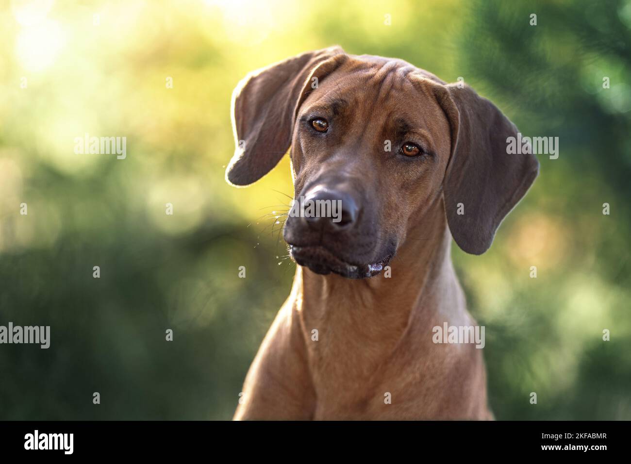 Rhodesian Ridgeback portrait Stock Photo - Alamy