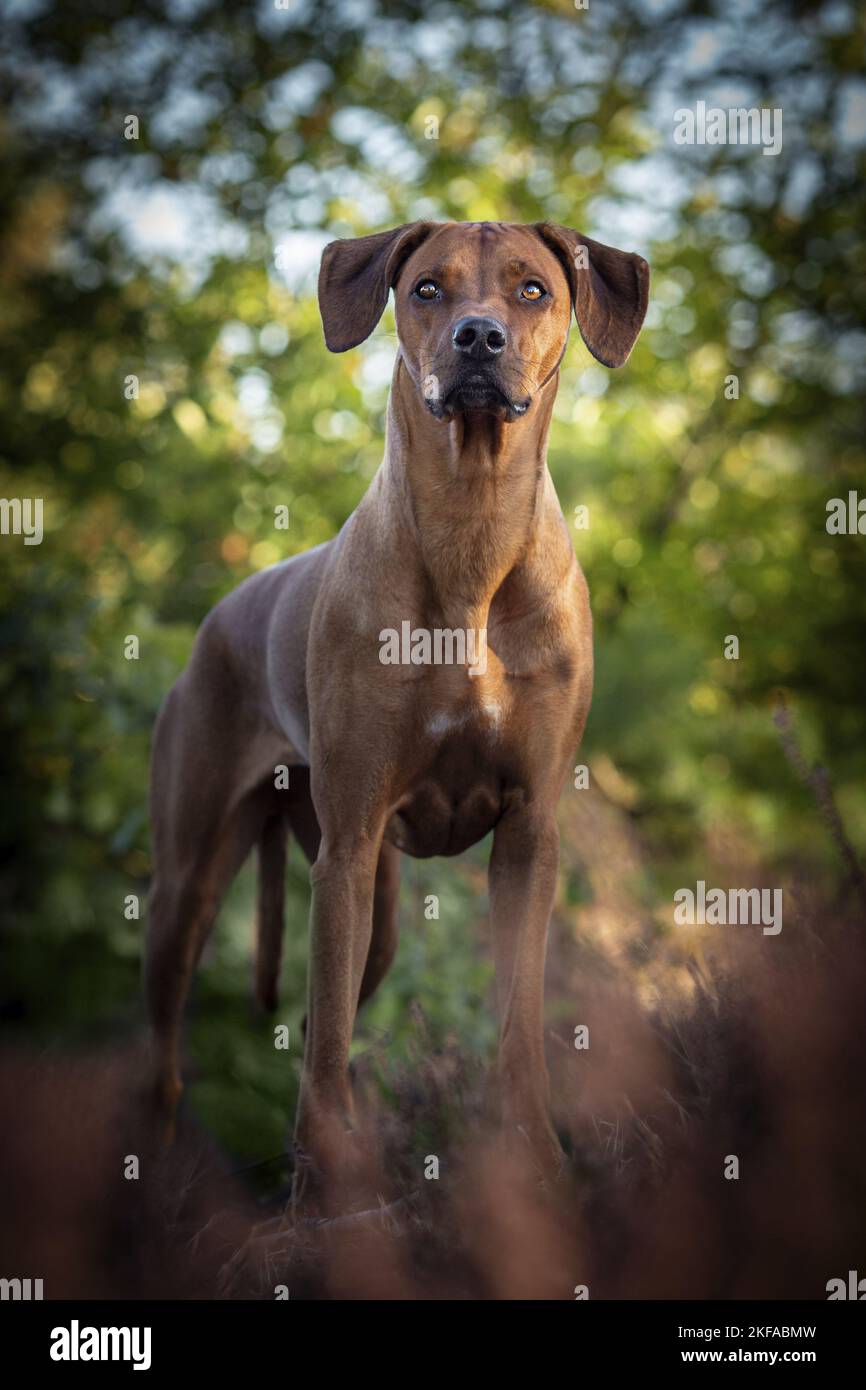 standing Rhodesian Ridgeback Stock Photo - Alamy
