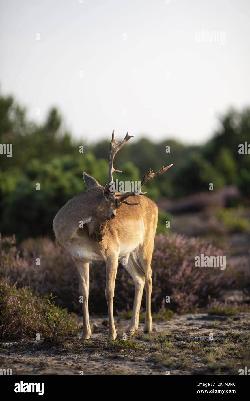 standing Fallow Deer Stock Photo - Alamy