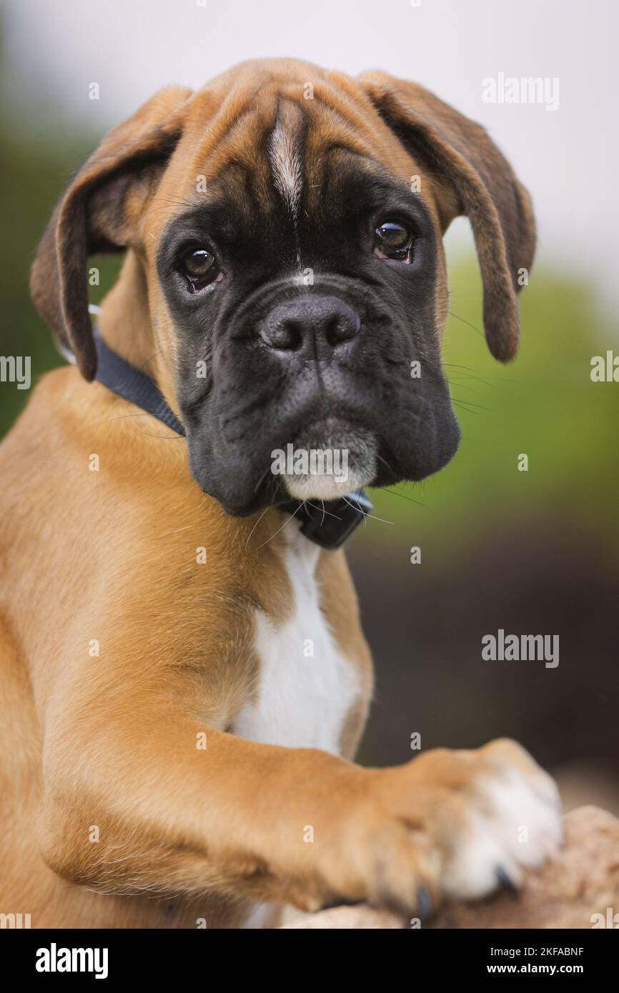 German Boxer puppy Stock Photo - Alamy