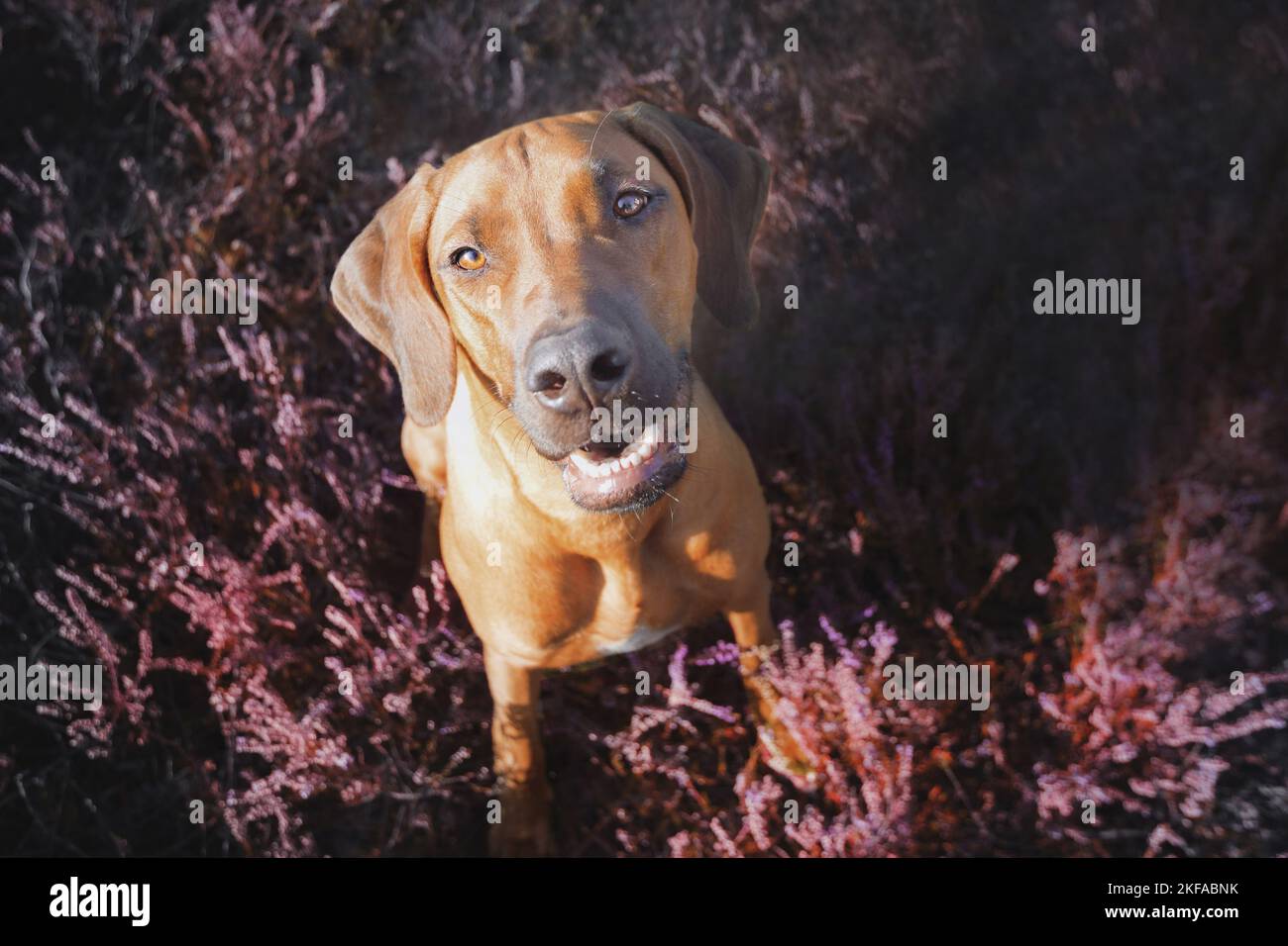 sitting Rhodesian Ridgeback Stock Photo - Alamy