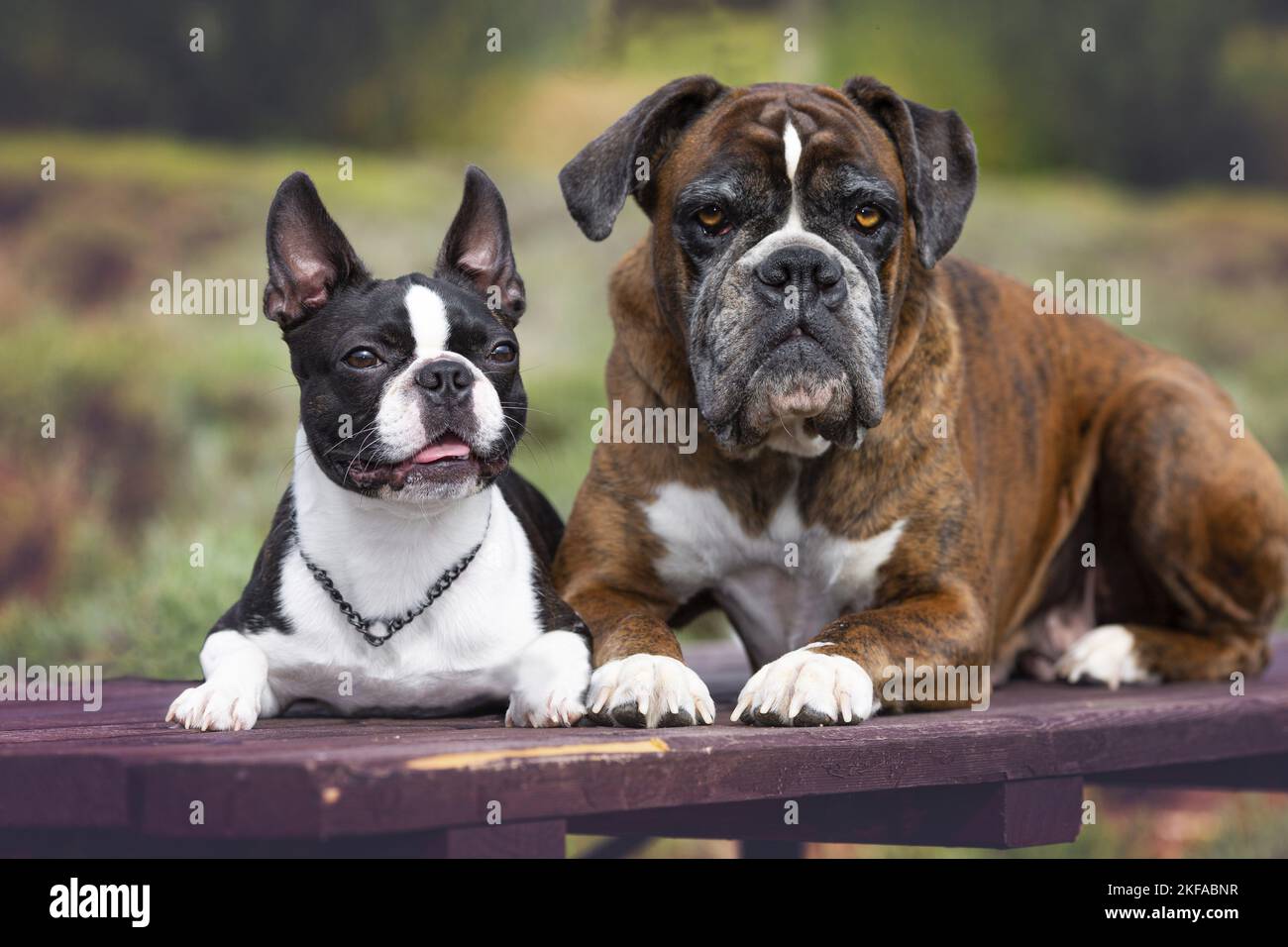Old boston bulldog hi-res stock photography and images - Alamy