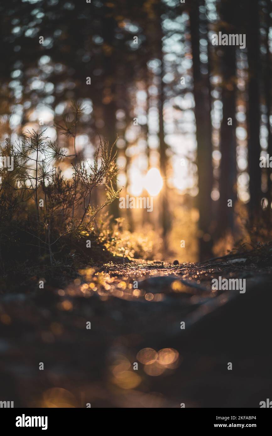 A vertical shot of beautiful natural scenery in a forest Stock Photo ...