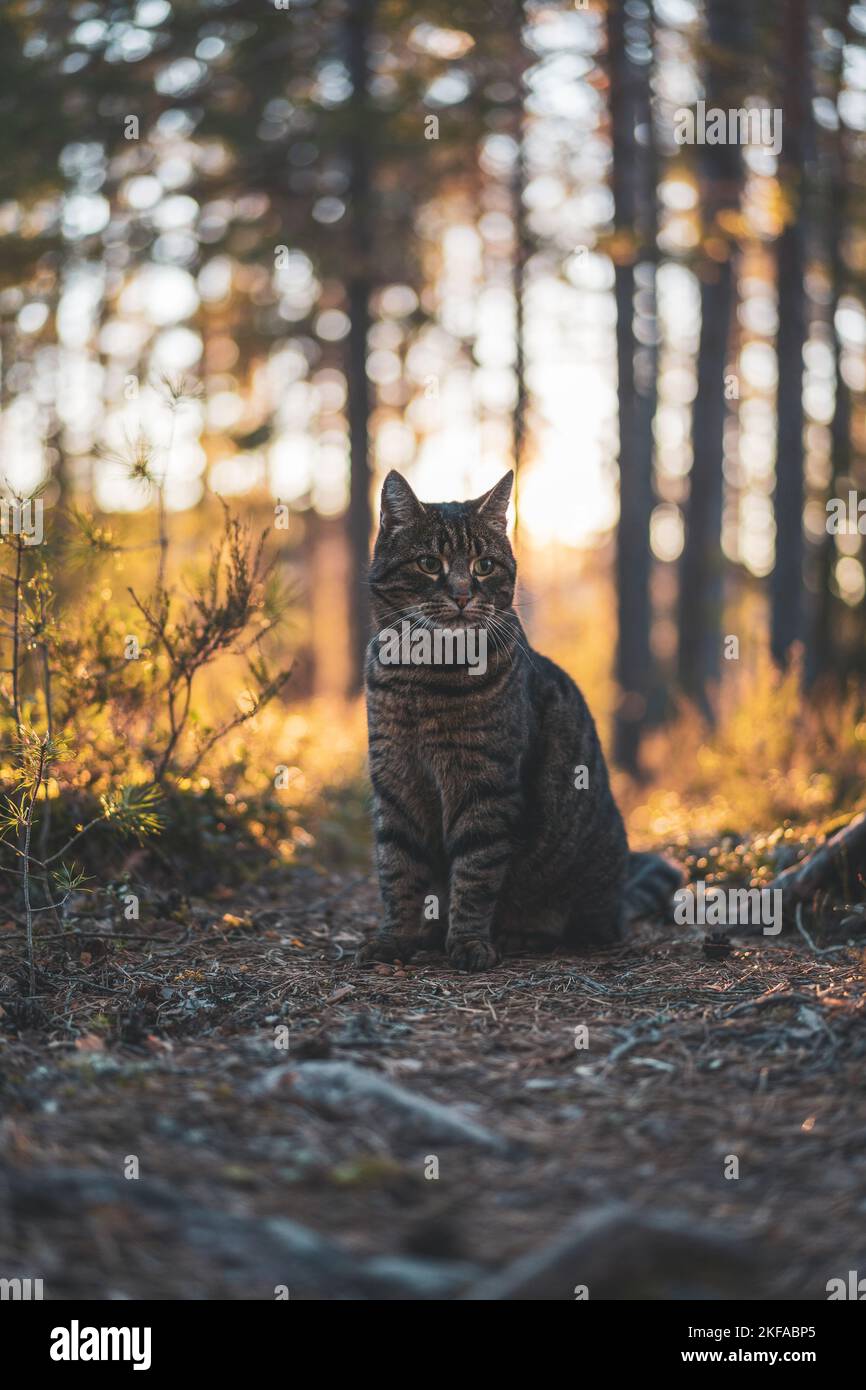 A vertical closeup of a cute tabby cat sitting in a forest Stock Photo ...
