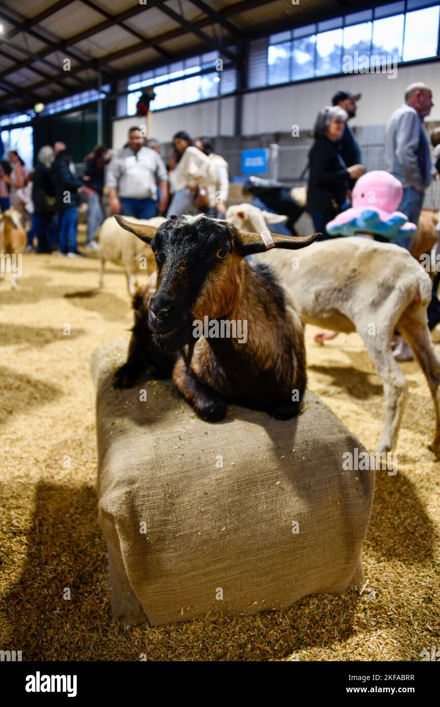 Brown and Black Goat Laying Down at The Royal Melbourne Show, Melbourne ...