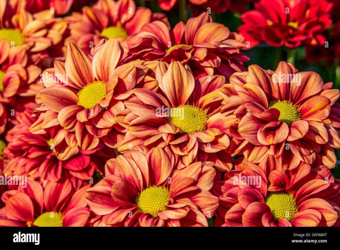Red yellow flowers of chrysanthemums background. Red yellow ...