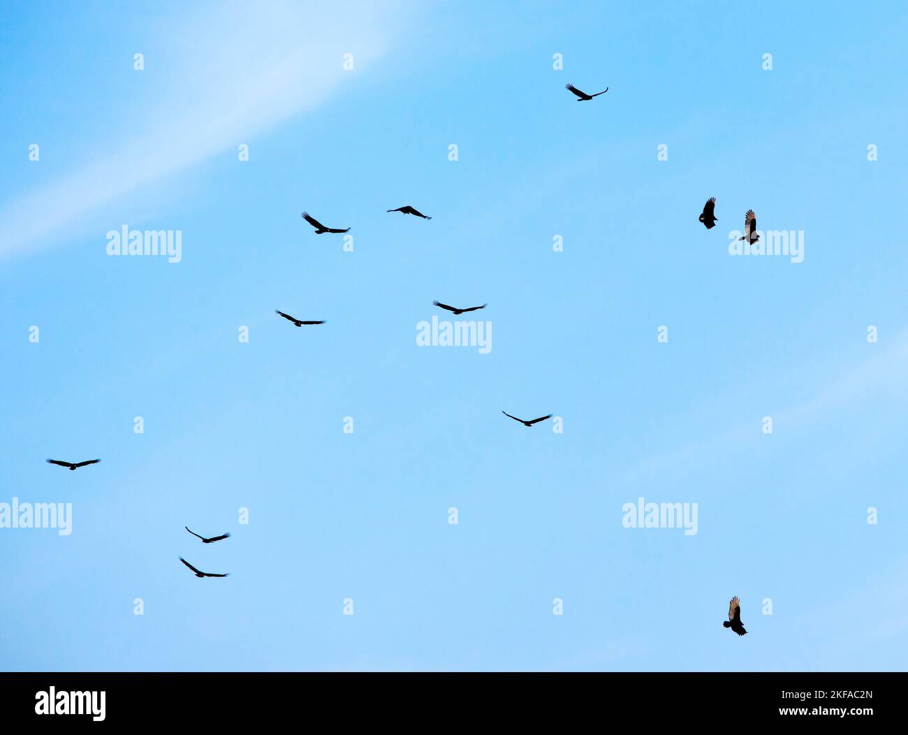 Eagles flying above the Eastern Virginia National Wildlife Refuge near ...