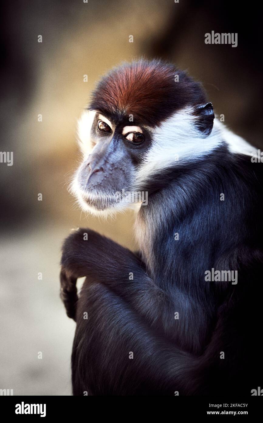 Mangabey monkey hi-res stock photography and images - Alamy