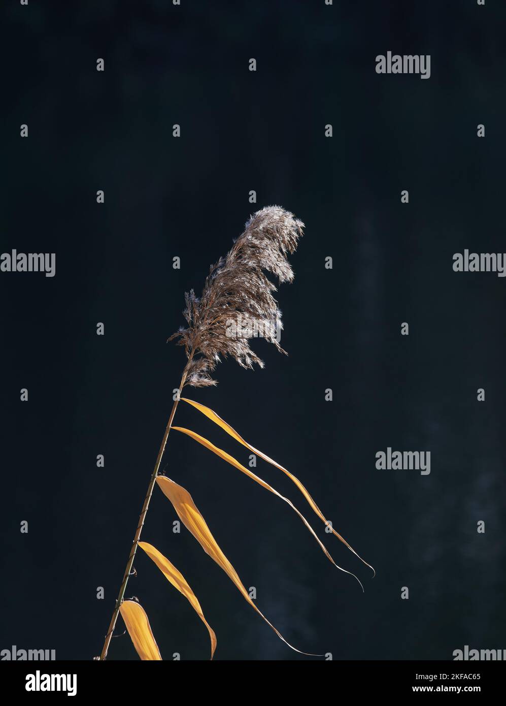 common Reed (Phragmites australis) at Lake in autumn,Germany Stock ...