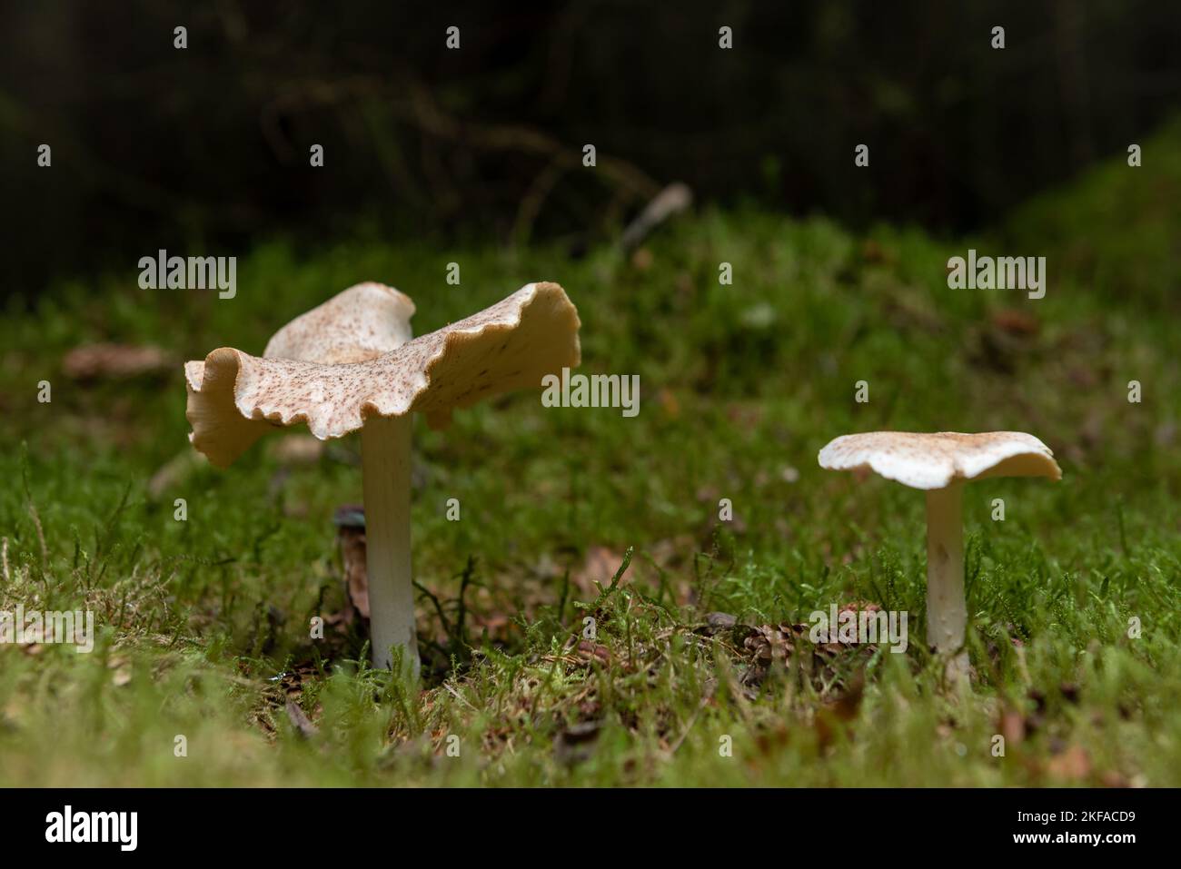 macro close up photo of mushrooms growing in the wild Stock Photo - Alamy