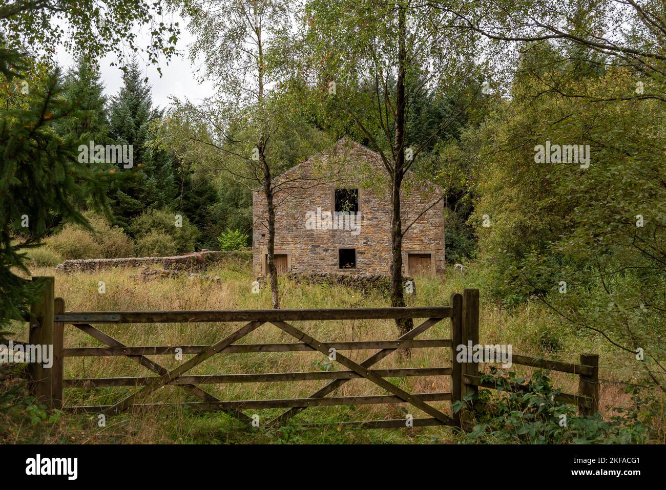 Derelict stone barn hidden in the forest. Old wooden gate and trees ...