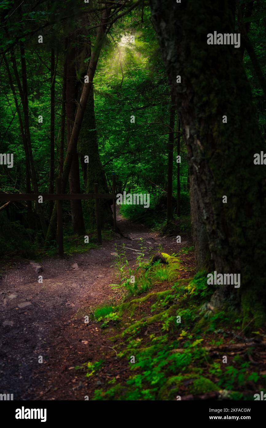 A vertical shot of a path in a mysterious forest with the sunshine ...