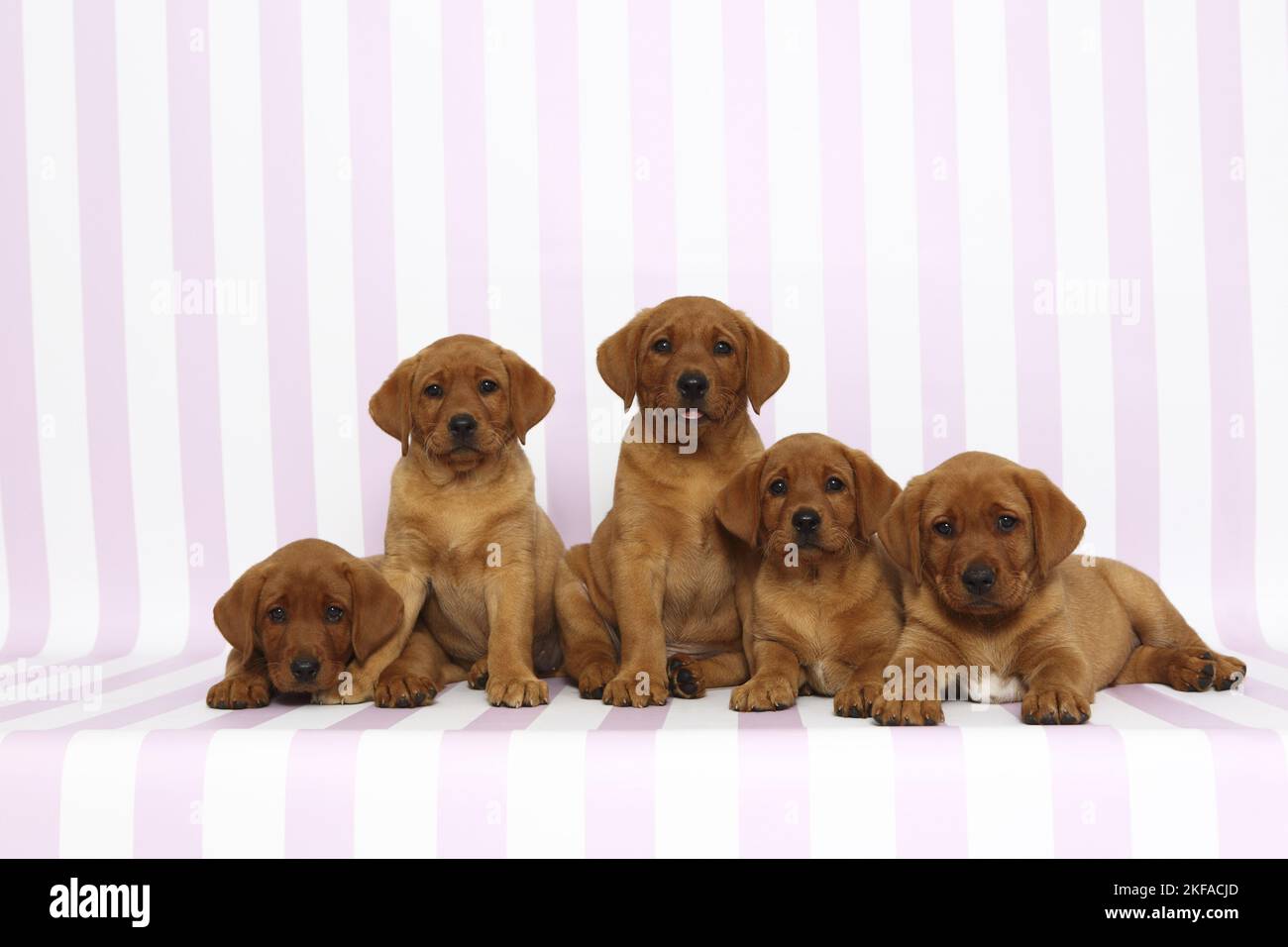 sitting Labrador Retriever Puppy Stock Photo - Alamy
