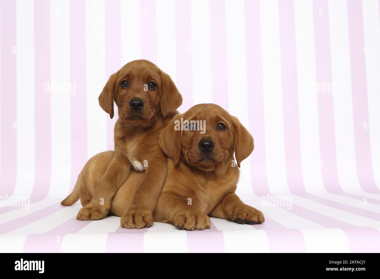 lying Labrador Retriever Puppy Stock Photo - Alamy