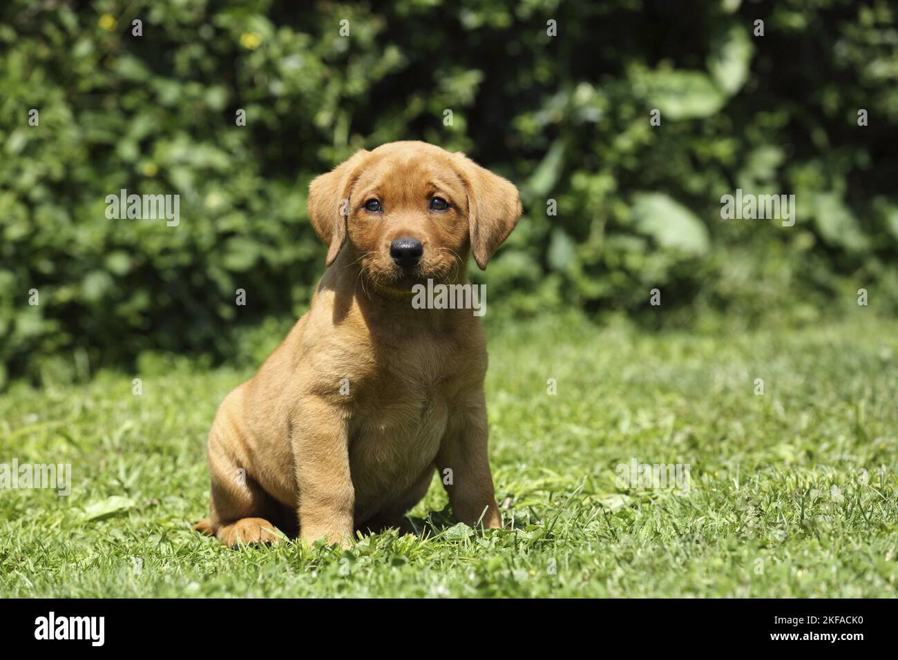 sitting Labrador Retriever Puppy Stock Photo - Alamy
