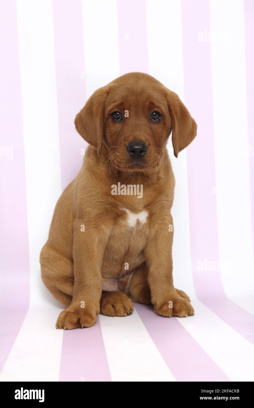 sitting Labrador Retriever Puppy Stock Photo - Alamy