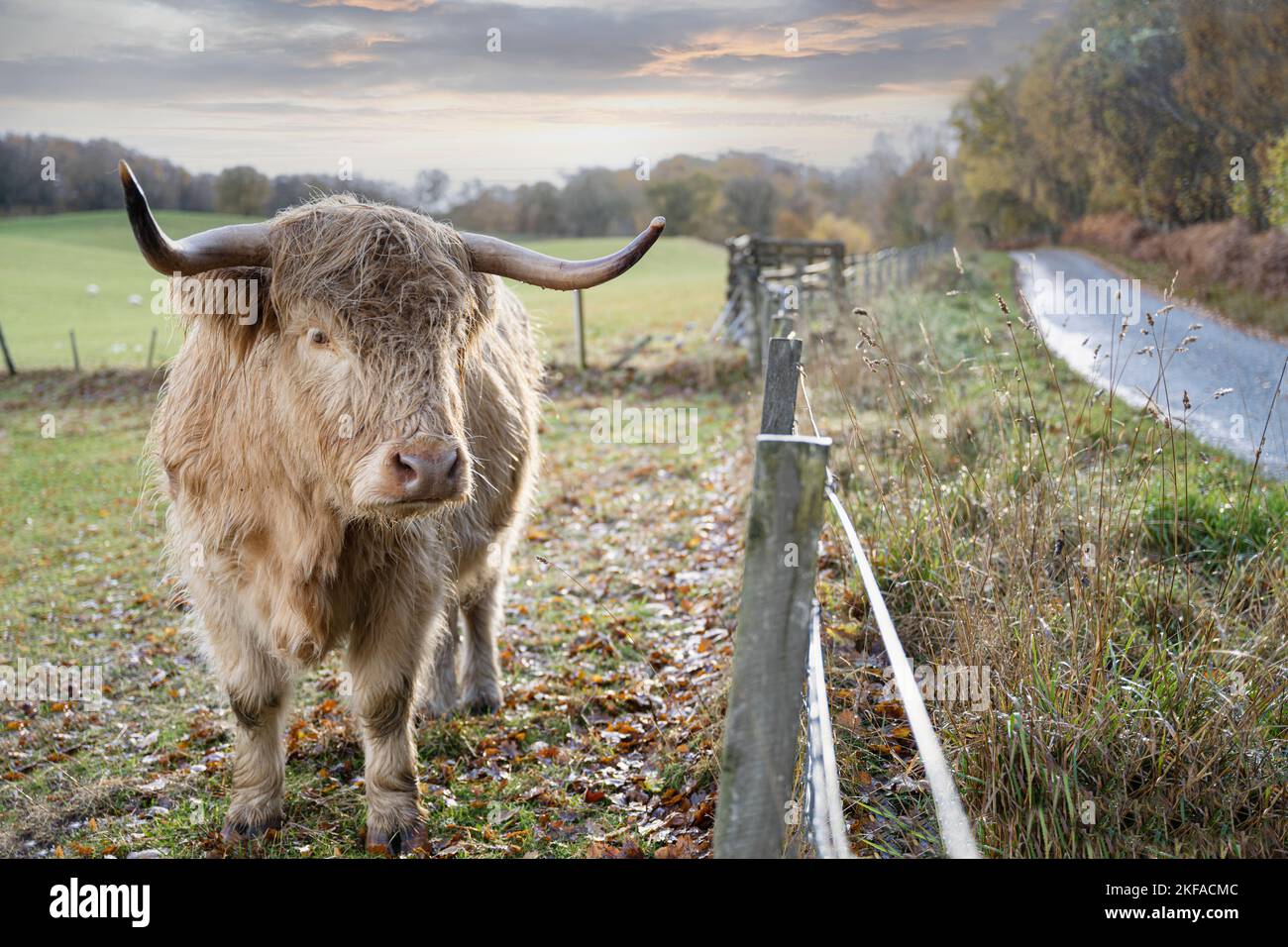 Highland cow by the roadside Stock Photo - Alamy