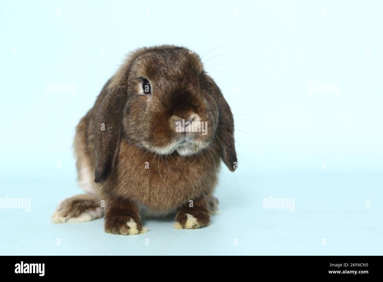 Dwarf lop eared rabbit sitting hi-res stock photography and images - Alamy