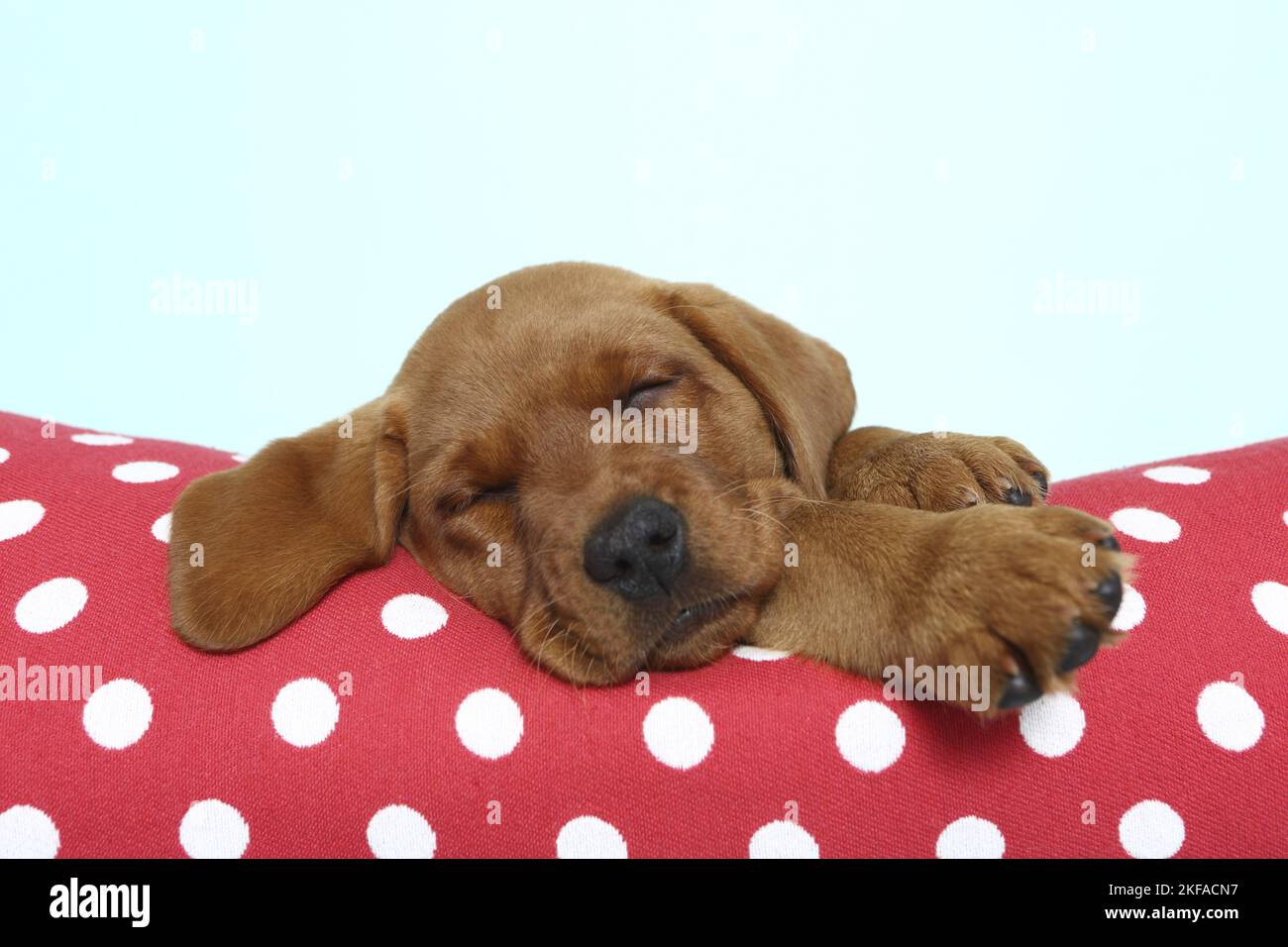 sleeping Labrador Retriever Puppy Stock Photo - Alamy