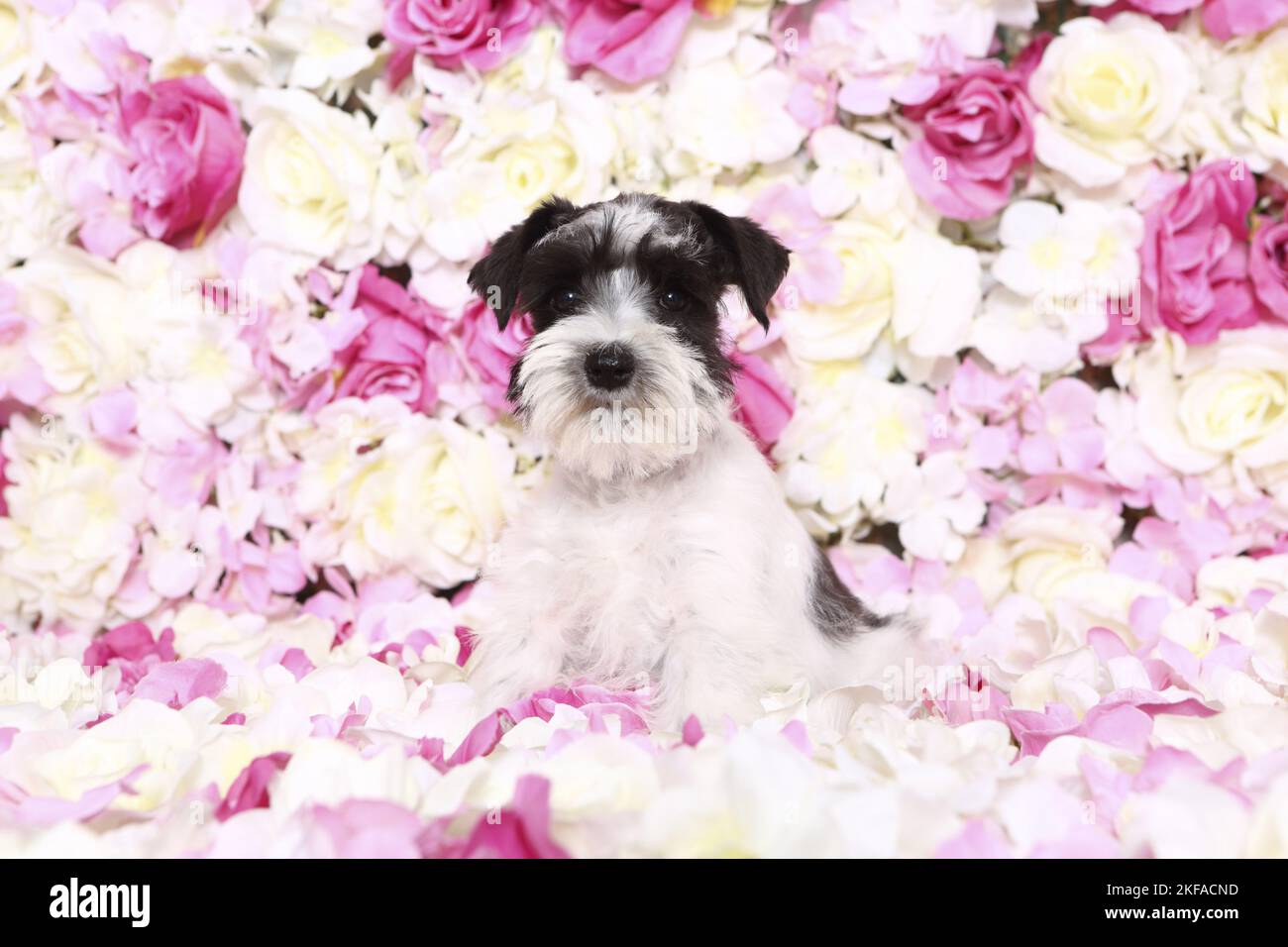 sitting Miniature Schnauzer Stock Photo - Alamy