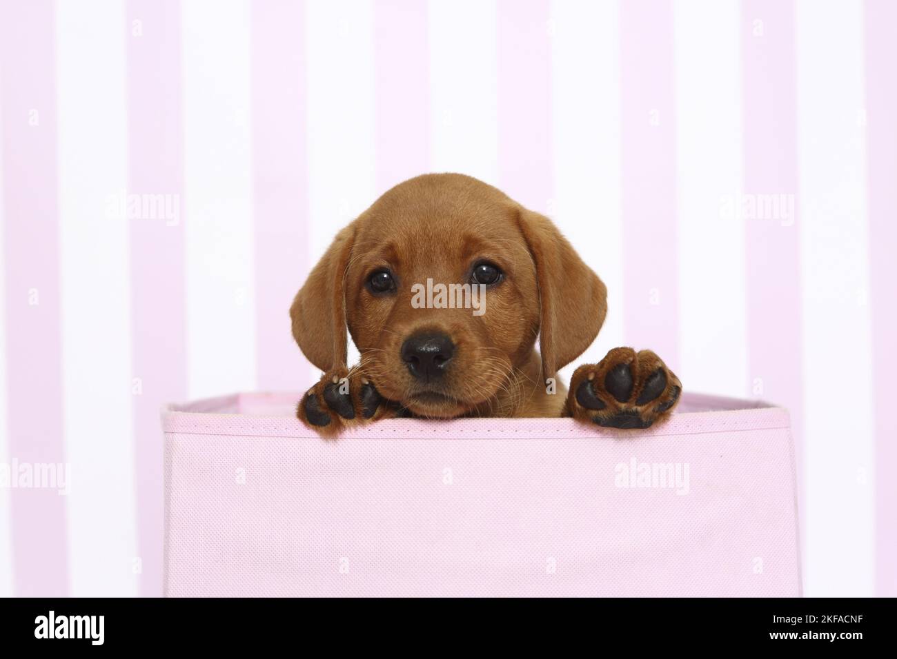 Labrador Retriever Puppy in Box Stock Photo - Alamy