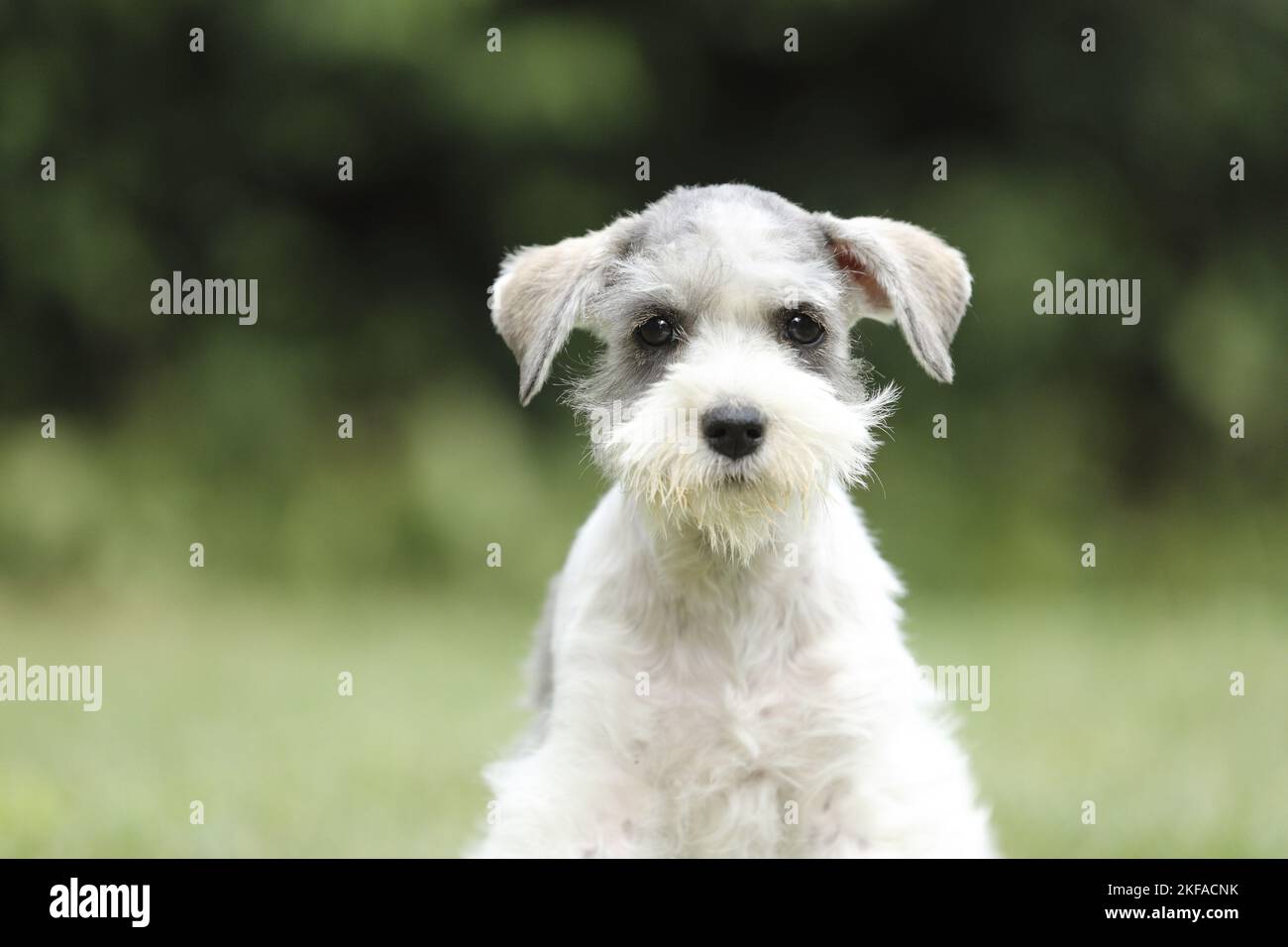 Miniature Schnauzer Portrait Stock Photo - Alamy