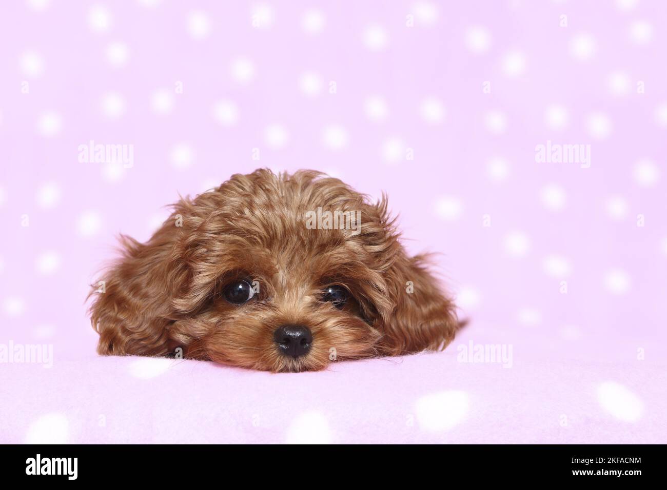 Cavapoo puppies hi-res stock photography and images - Alamy