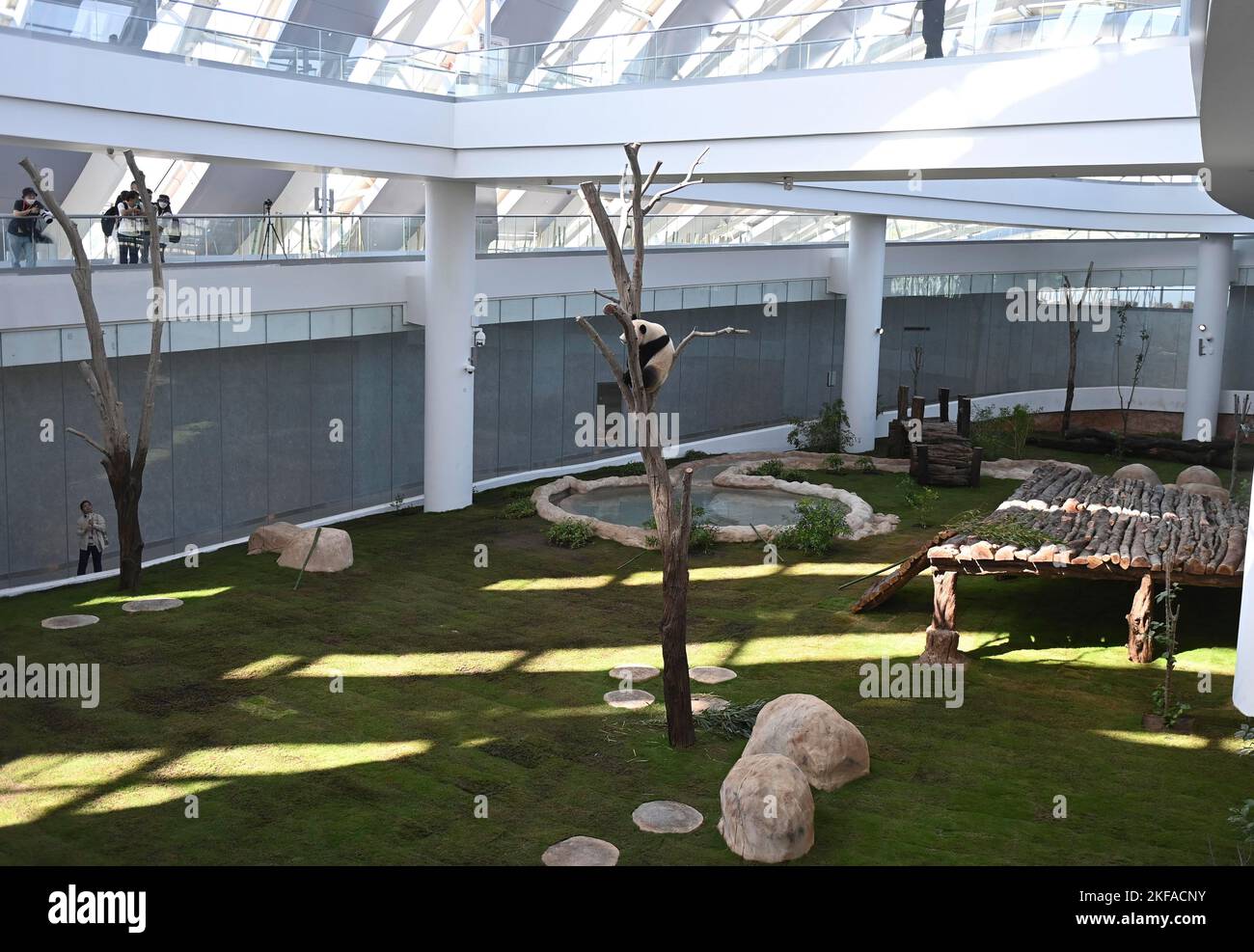 Doha, Qatar. 17th Nov, 2022. The giant panda Si Hai is seen at the ...