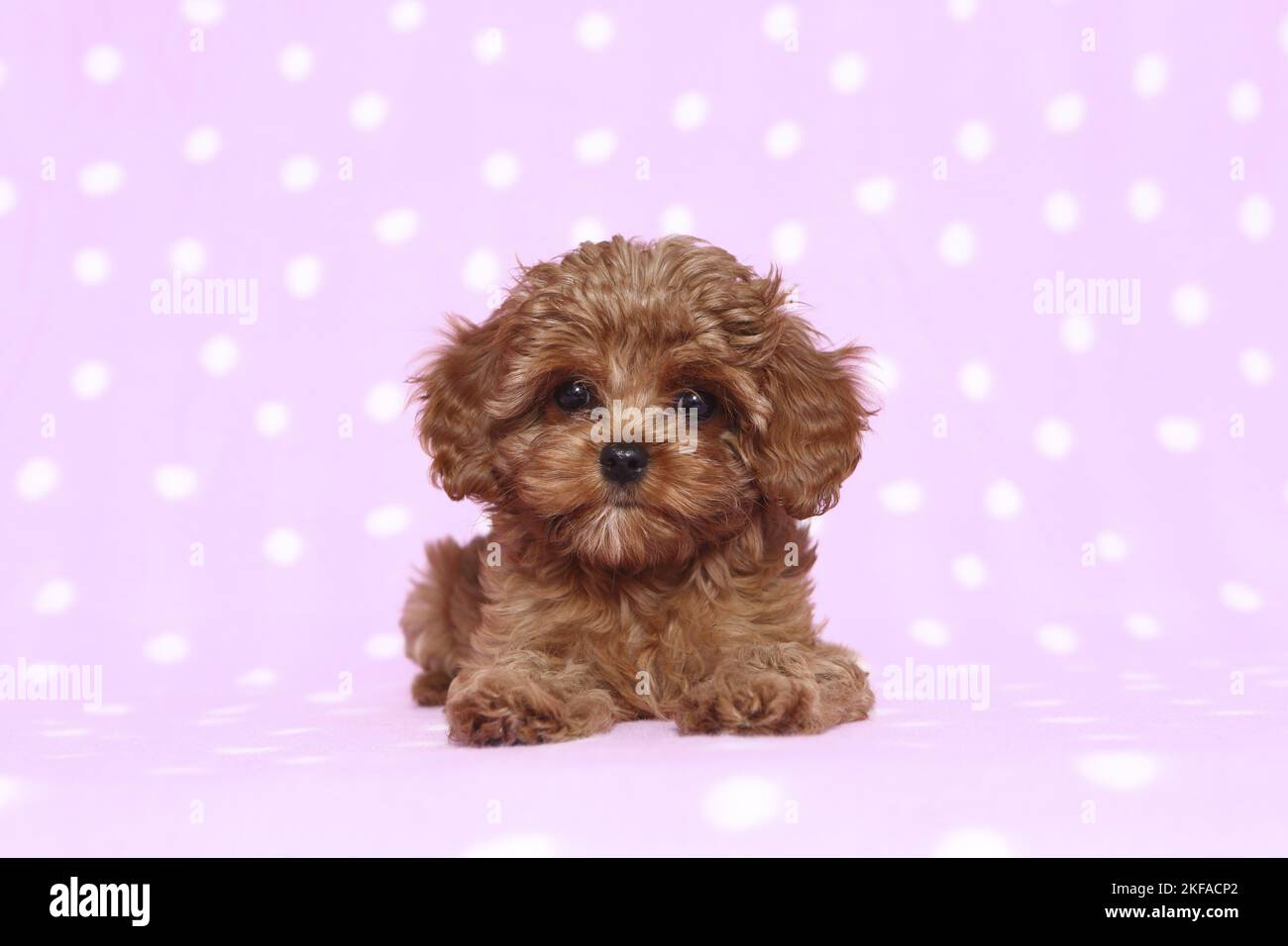 Cavapoo puppies hi-res stock photography and images - Alamy