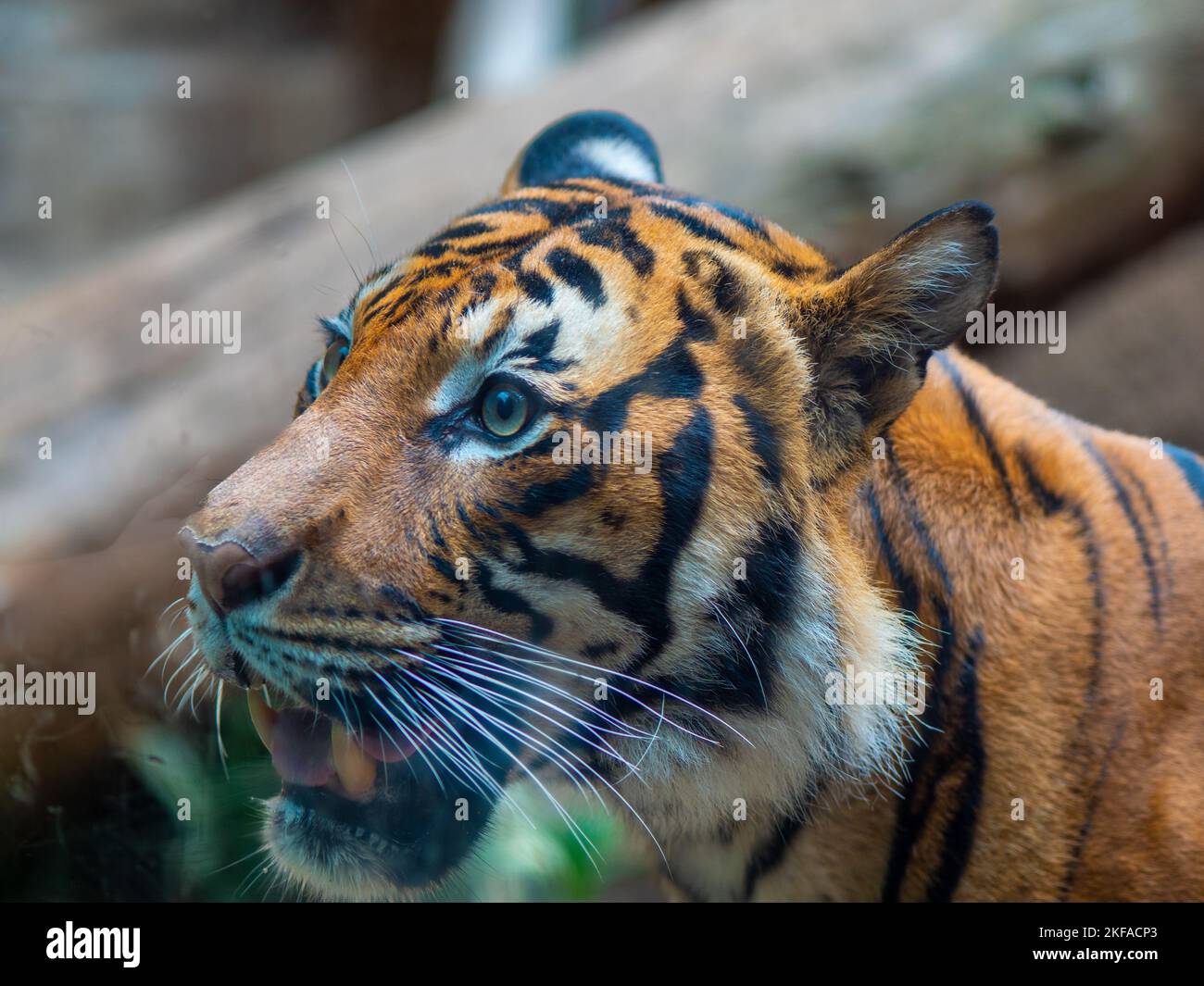 The high-angle portrait of a Sumatran tiger looking attentively Stock ...