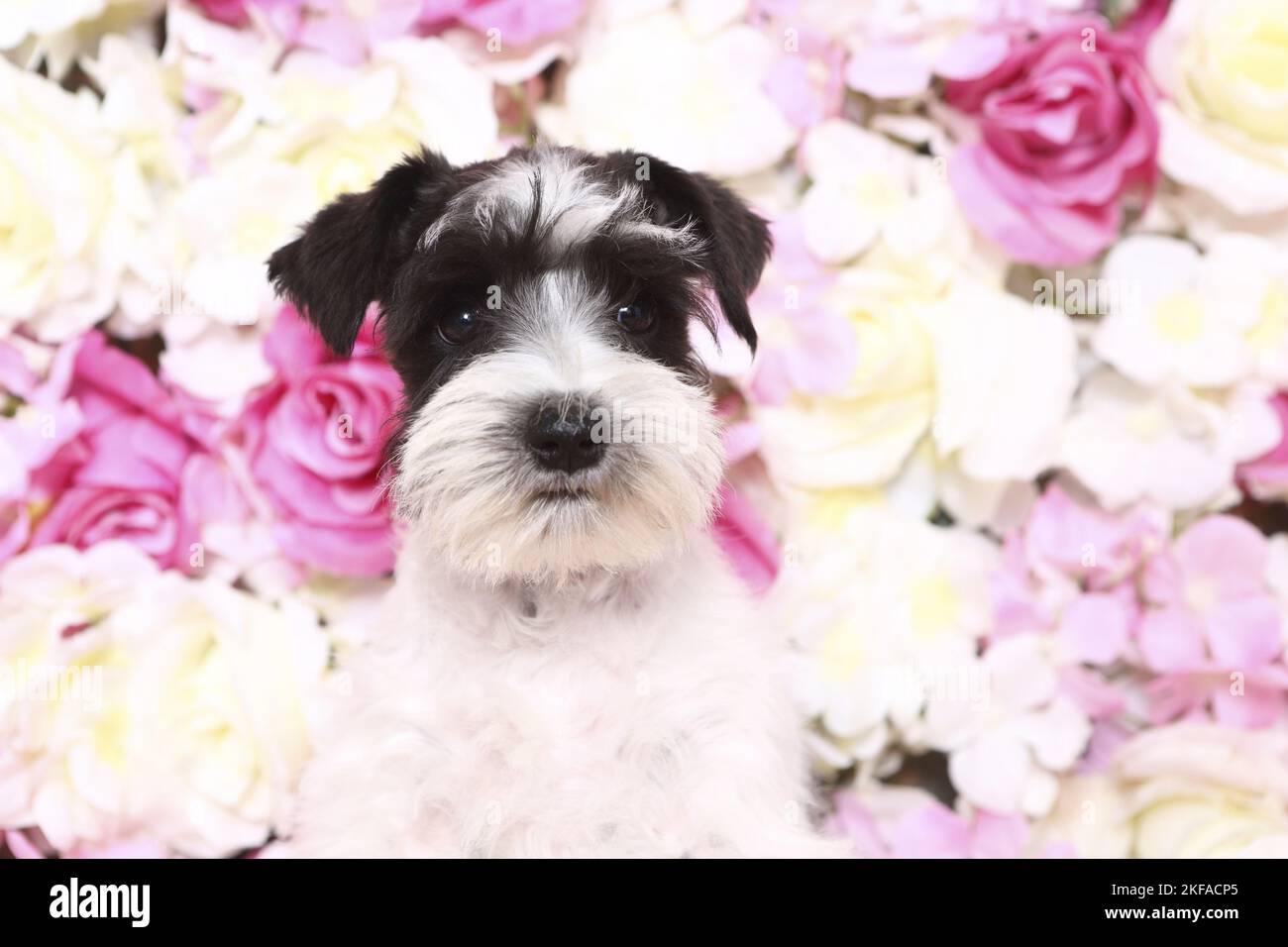 Miniature Schnauzer Portrait Stock Photo - Alamy